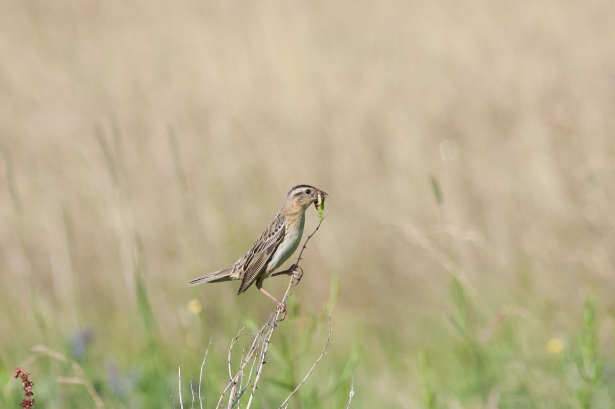 You can help protect grassland birds by mowing later | Outdoors ...