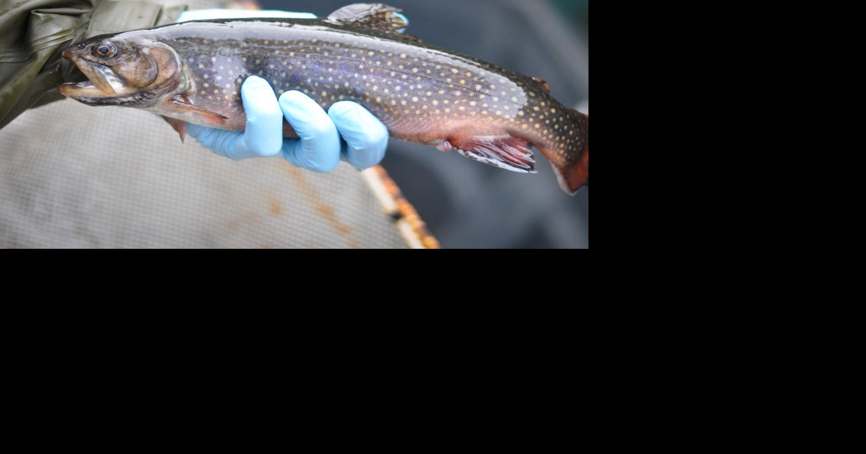 Fall trout stocking in select lakes and ponds, including Paran ...