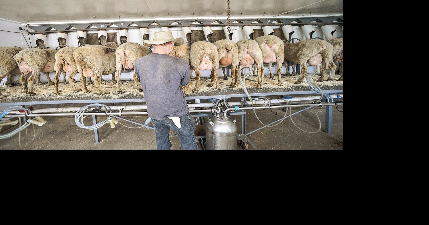 Vermont Shepherd cheese: Outstanding in their fields | Entertainment ...