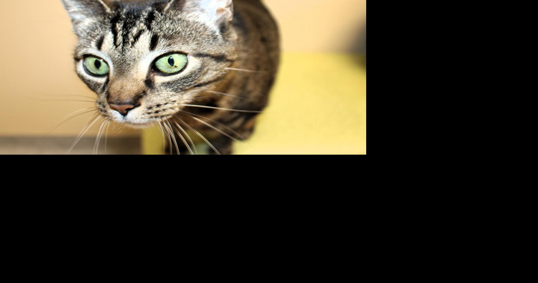 Pet of the Week: Lacy | Community News | benningtonbanner.com