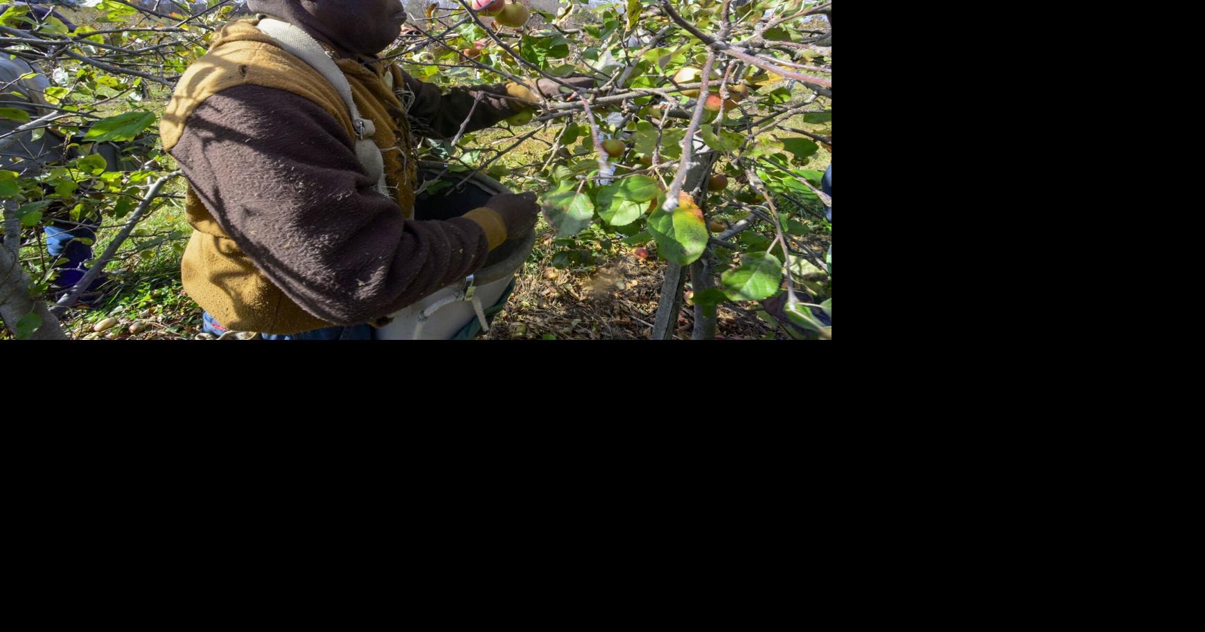 PHOTOS: Harvesting the last of the apples | | benningtonbanner.com