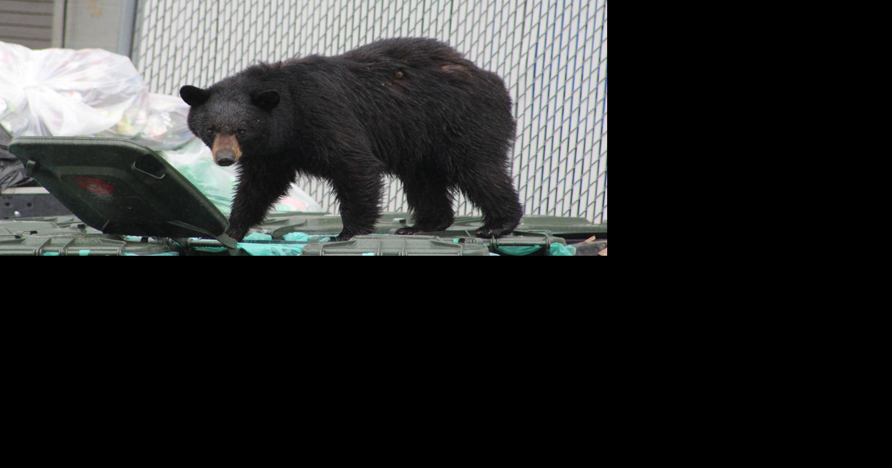 Bears are waking up, Vermonters should take down birdfeeders | Outdoors ...