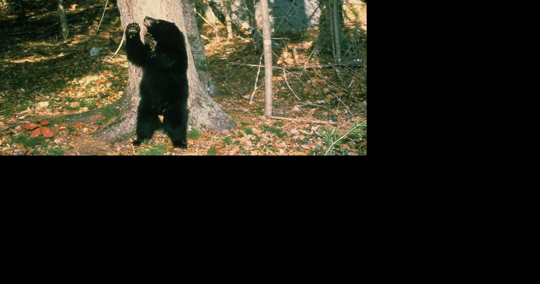 Bear hunting begins in September | Outdoors | benningtonbanner.com