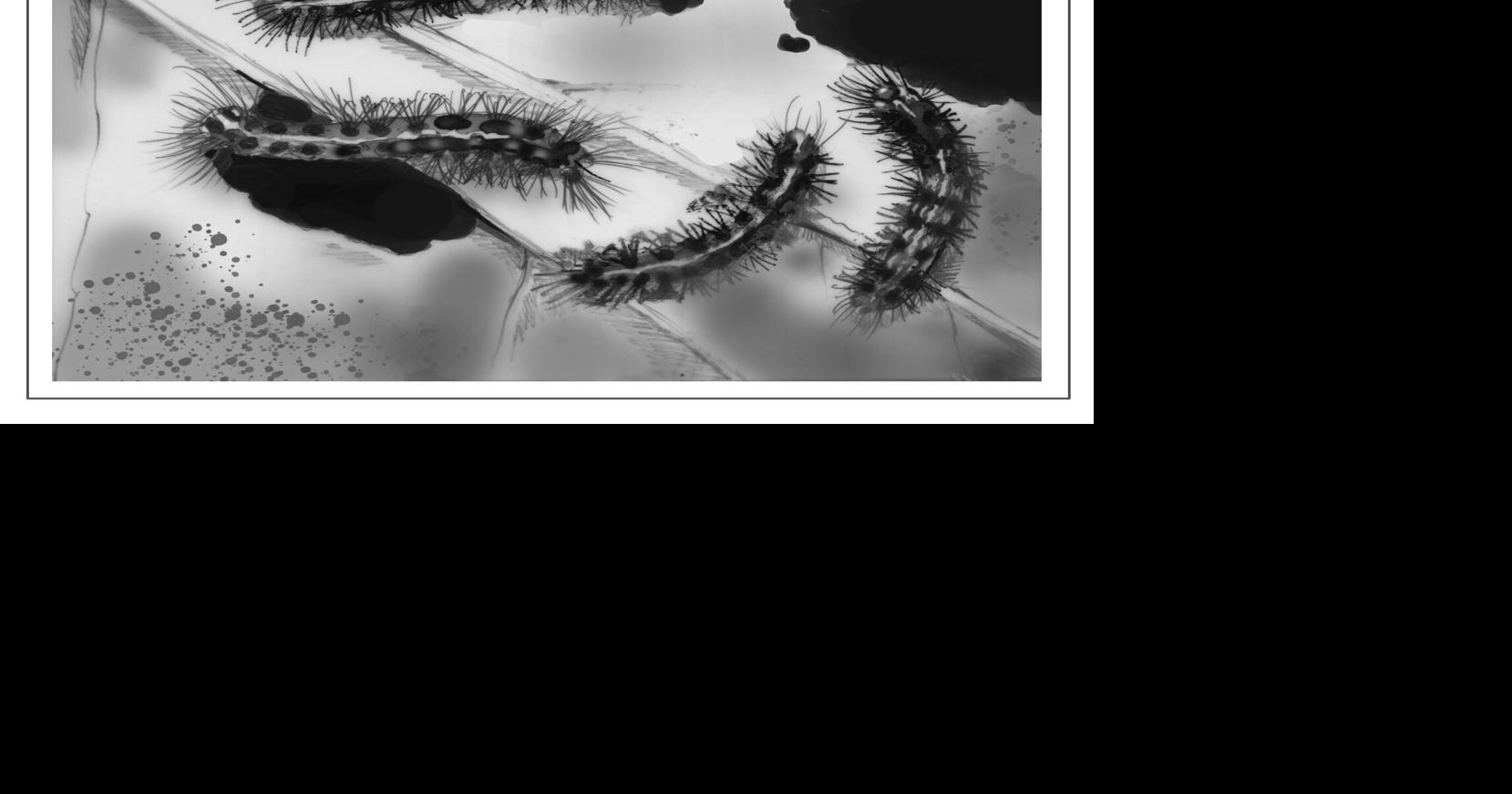 The outside story: A moth invasion | Outdoors | benningtonbanner.com