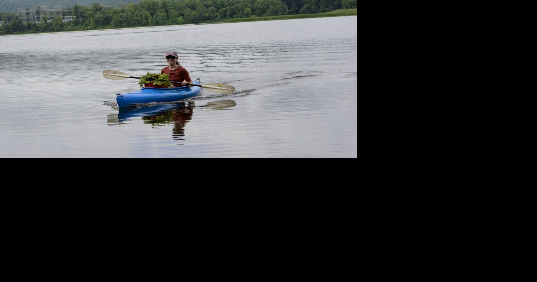 Removing an invasive species from the Connecticut River | Local News ...