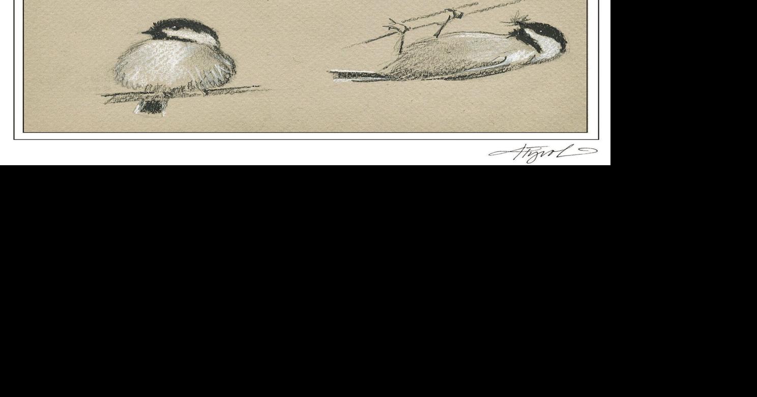 Susan Shea | The outside story: The amazing chickadee | Opinion ...