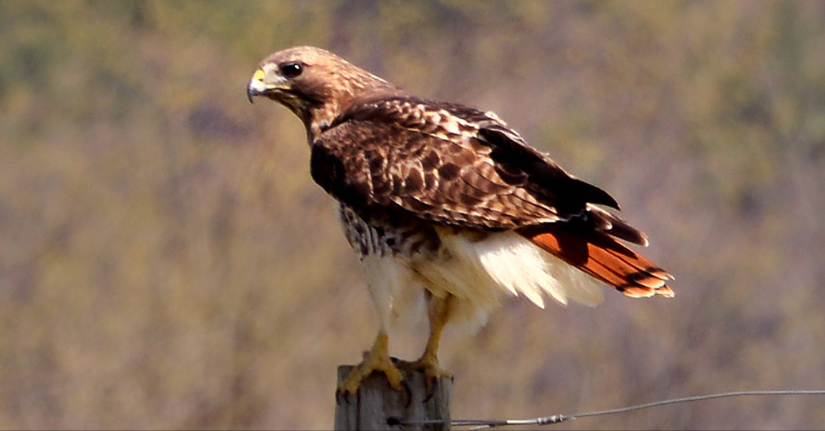Bobcat, hawks test positive for avian flu in Cornwall, Local Game ...
