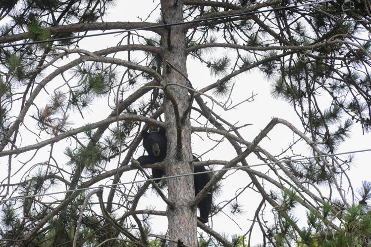 Mama bear and cubs in tree cause stir on Western Avenue in Brattleboro ...
