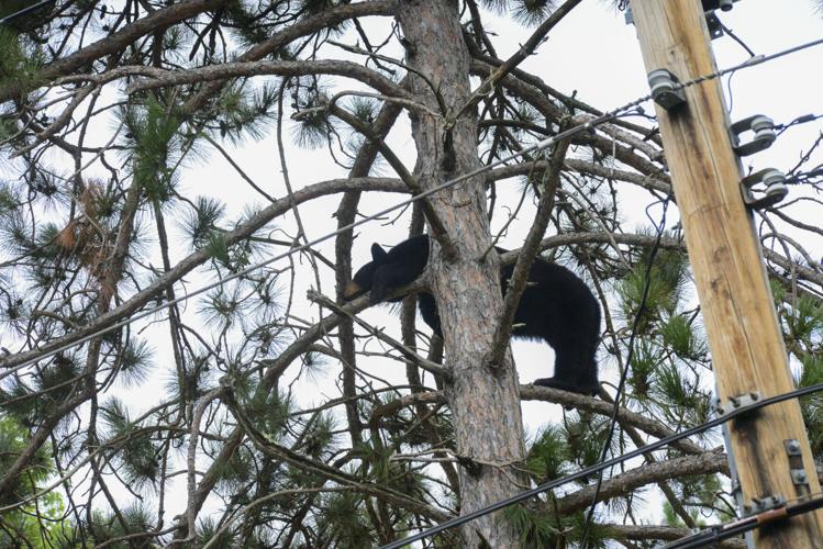 Mama bear and cubs in tree cause stir on Western Avenue in Brattleboro ...