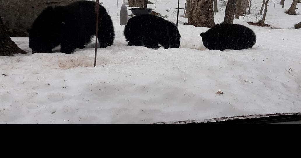 Bear conflicts are expected to increase in June | Local News ...