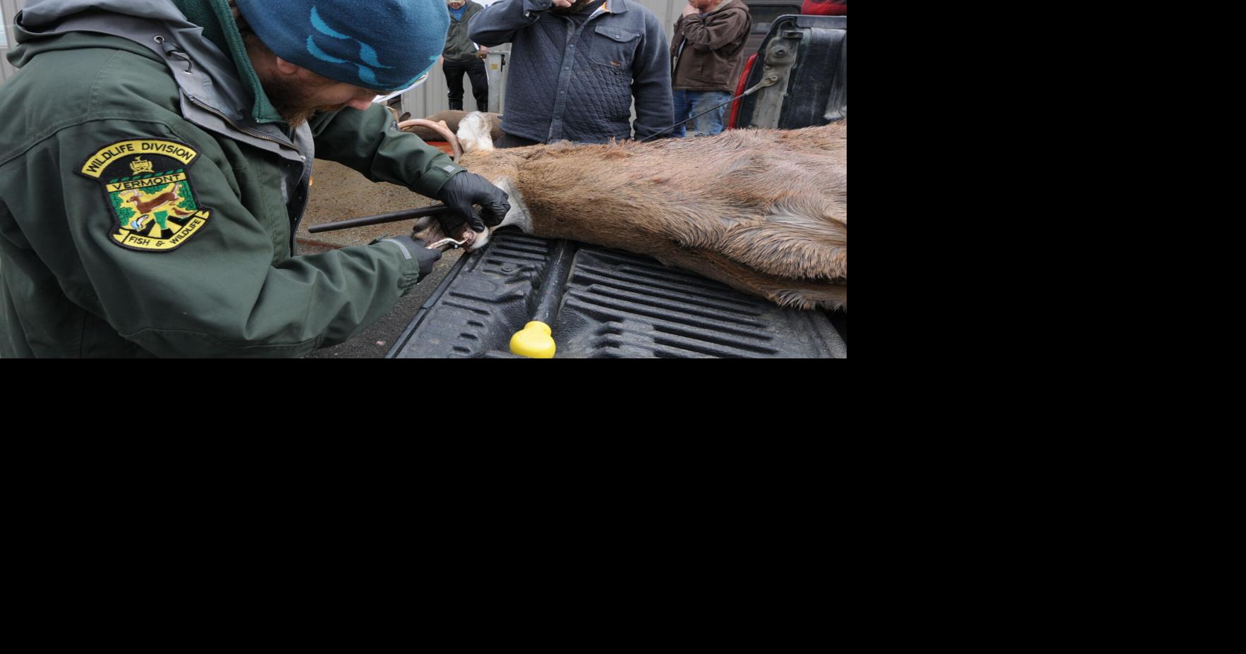 Vermont’s regular deer season starts Nov. 12 | Outdoors ...