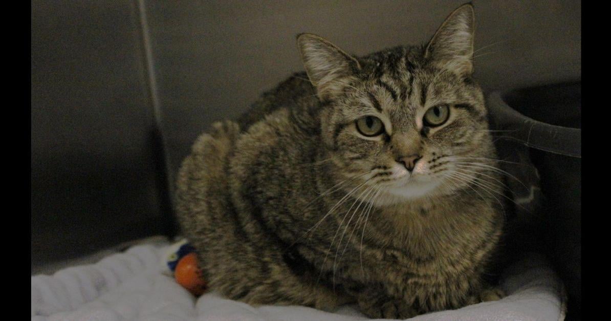 Pets of the Week: Second Chance Animal Center's Periwinkle, Sargent ...