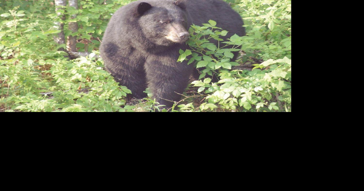 'A fed bear is a dead bear': Winhall residents seeing increased bear ...