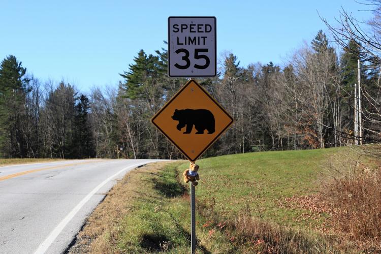 'A fed bear is a dead bear': Winhall residents seeing increased bear ...