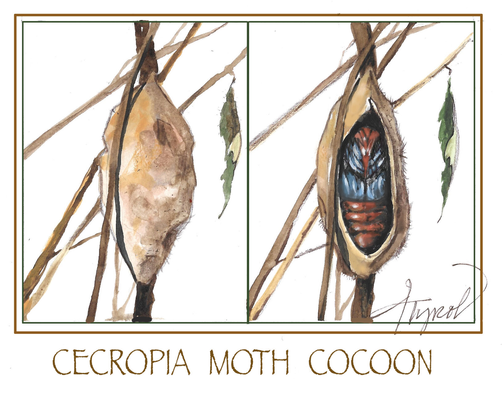 The Outside Story | Cocoon Spotting: Giant silk moths in winter ...