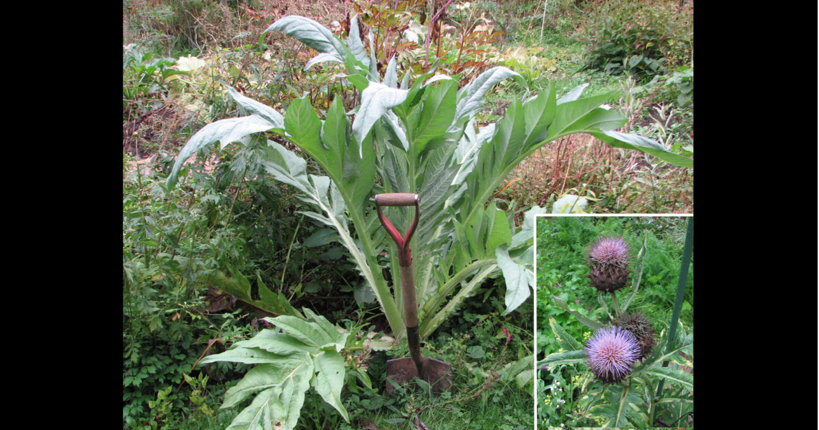 Henry Homeyer | Notes from the Garden: Growing and eating cardoon ...