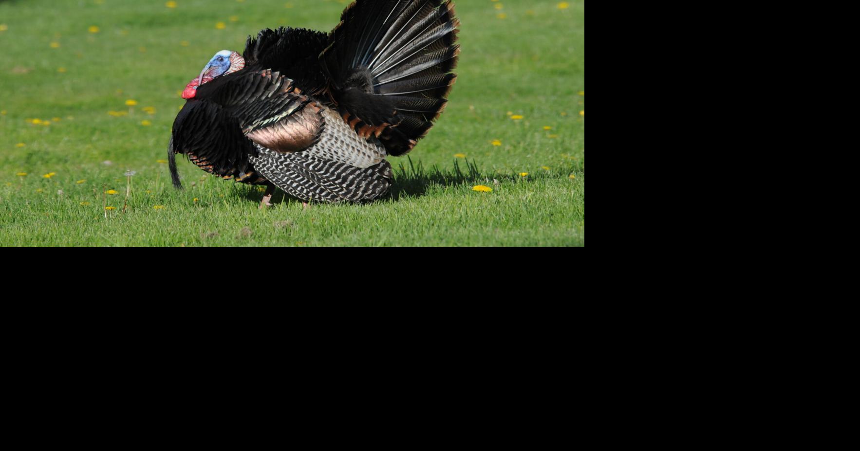 Learn to hunt wild turkeys with VT Fish & Wildlife | Outdoors ...