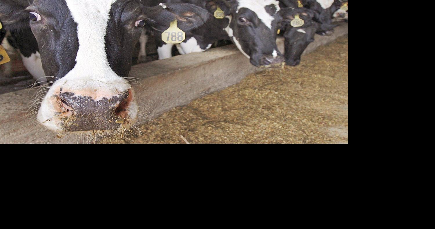 ‘A ray of hope’: A Franklin County dairy facility to reopen this fall ...
