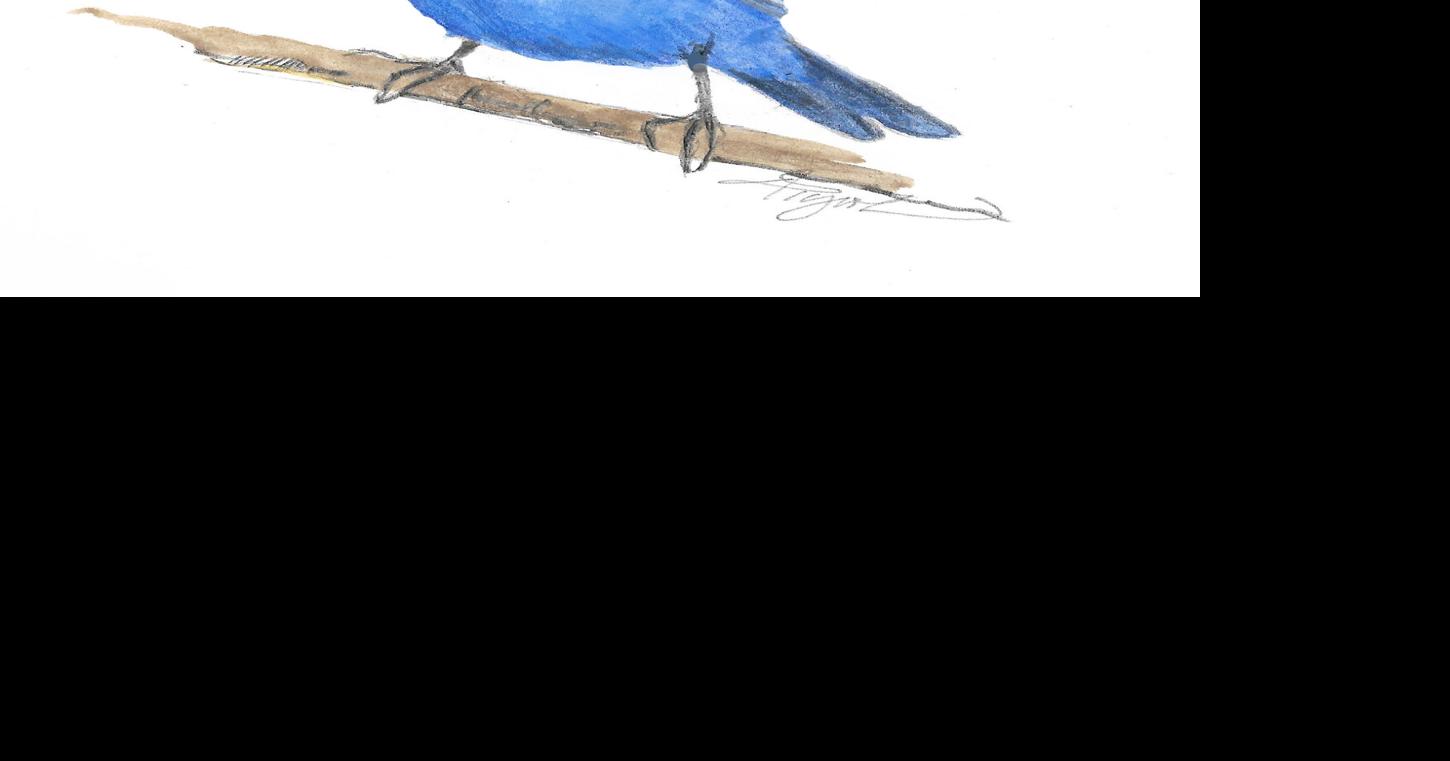 The Outside Story: Celestial Creature: Indigo Bunting | Outdoors ...