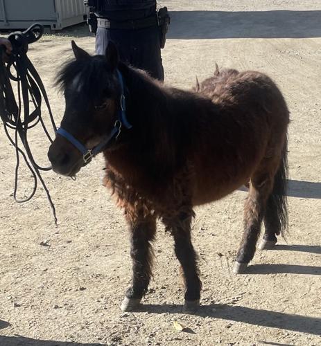 'Escape artist' mini horses back with Gerda's Equine Rescue | Local ...