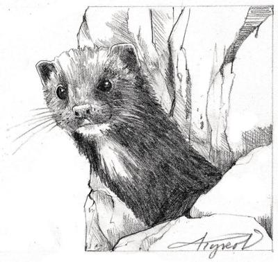 weasel drawing realistic