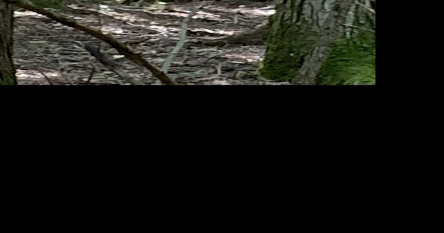 That time a bear shadowed me deep in the woods, and my return visit to ...
