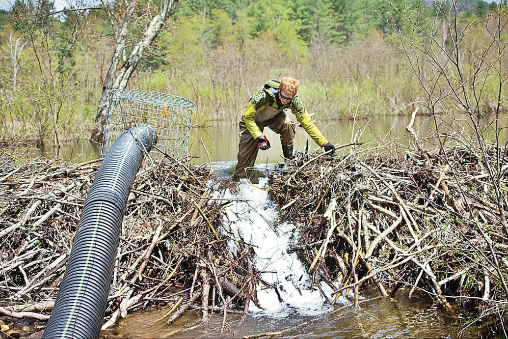 State installs beaver baffles | Archives | benningtonbanner.com