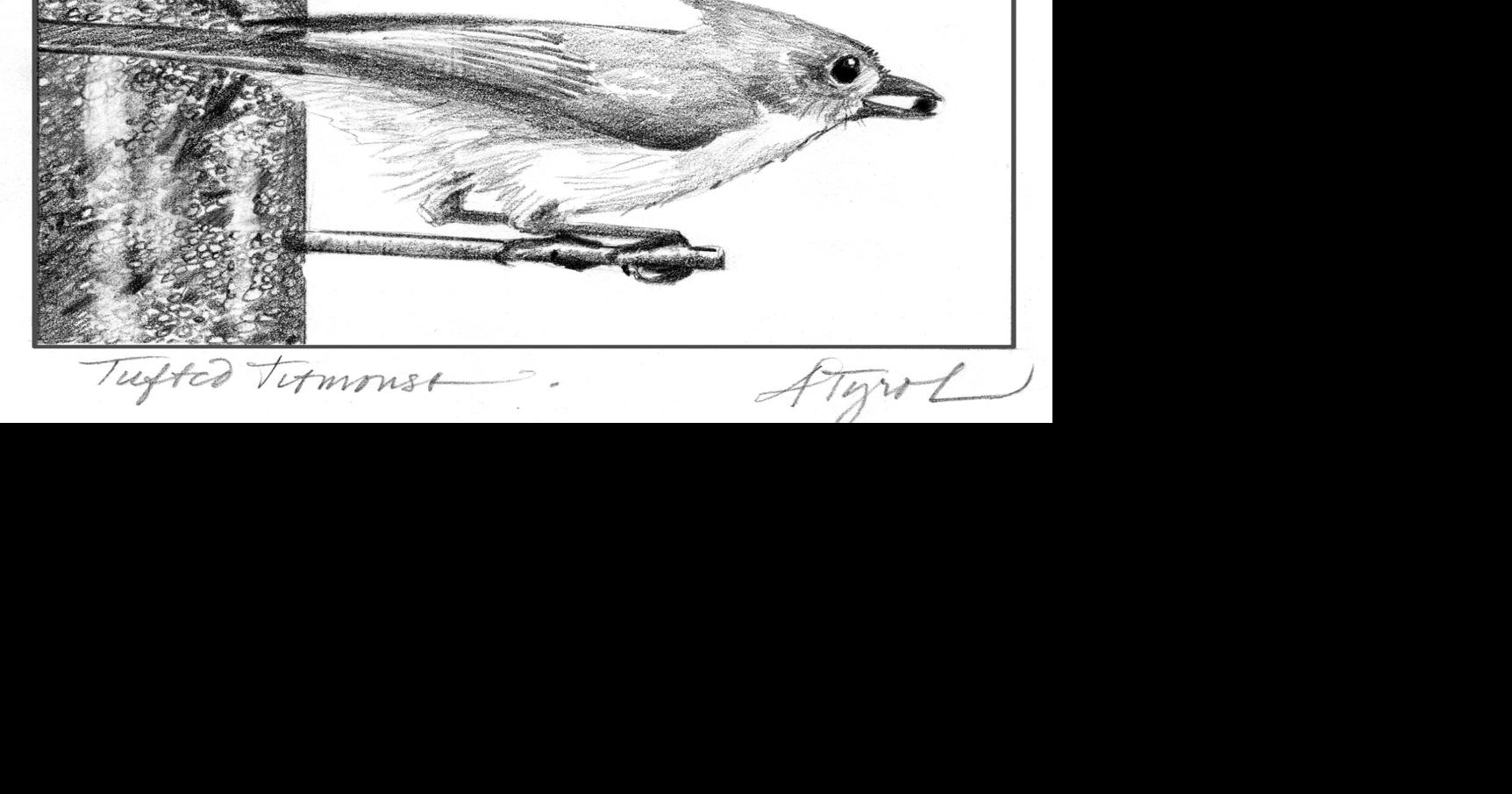Lee Emmons | The Outside Story: Tufted titmice flock to feeders ...