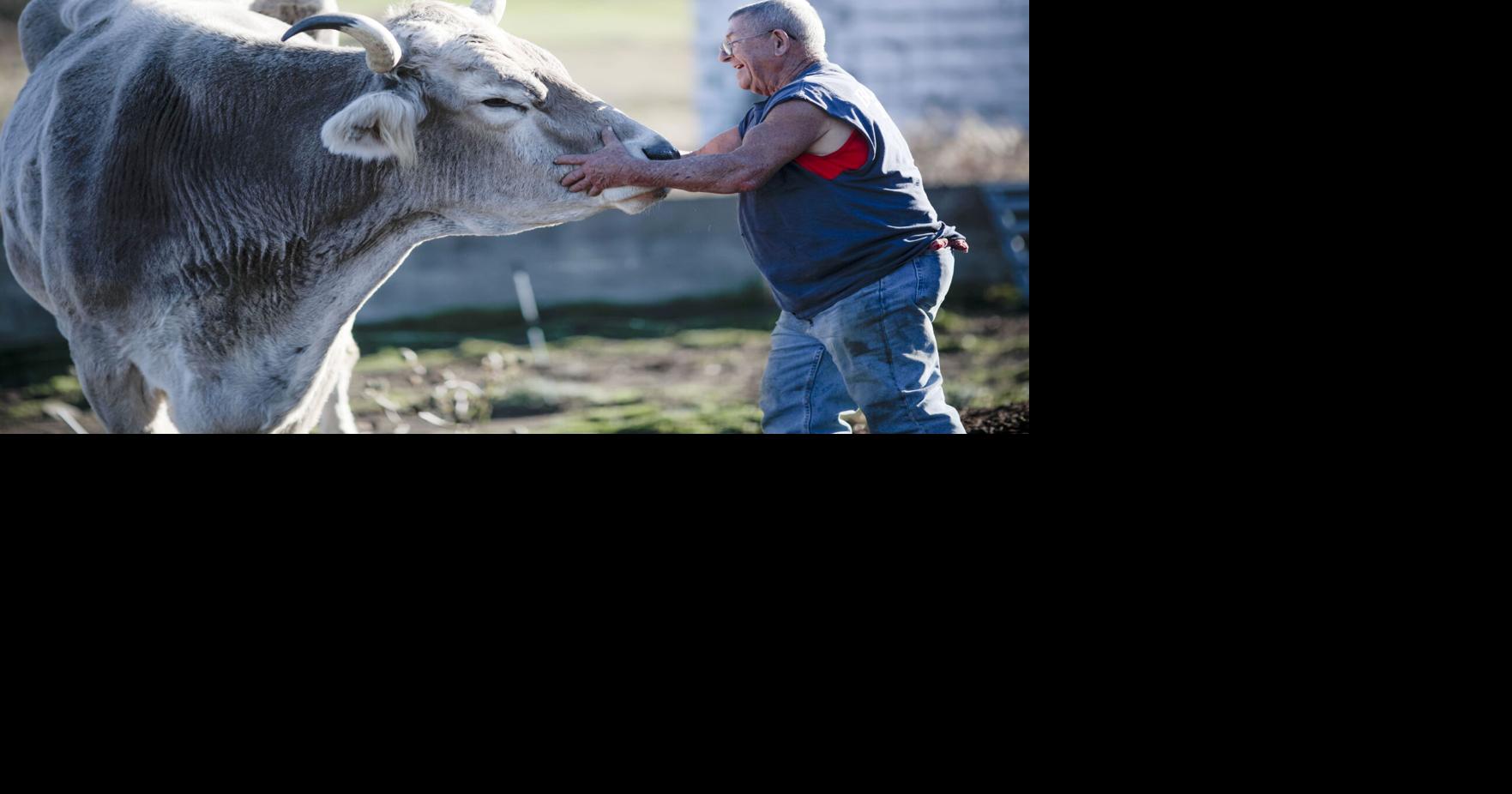 Meet Tommy, the ginormous Brown Swiss ox in Cheshire who has a growing ...