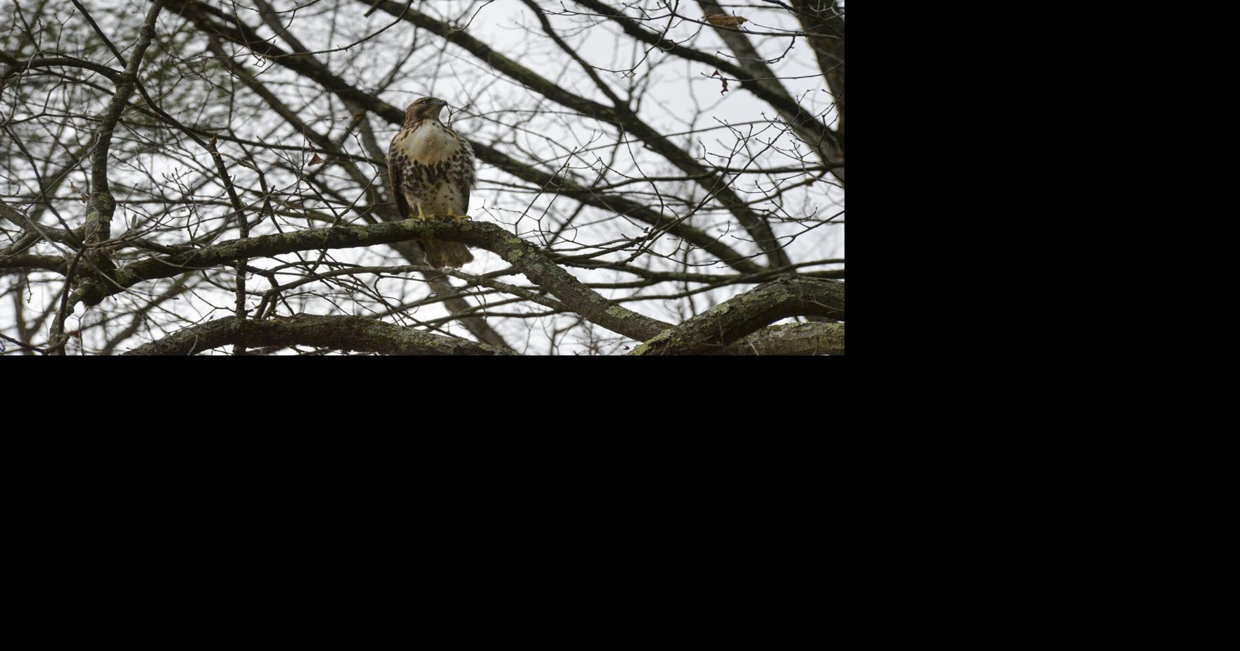 PHOTOS: Releasing a red-tailed hawk | | benningtonbanner.com