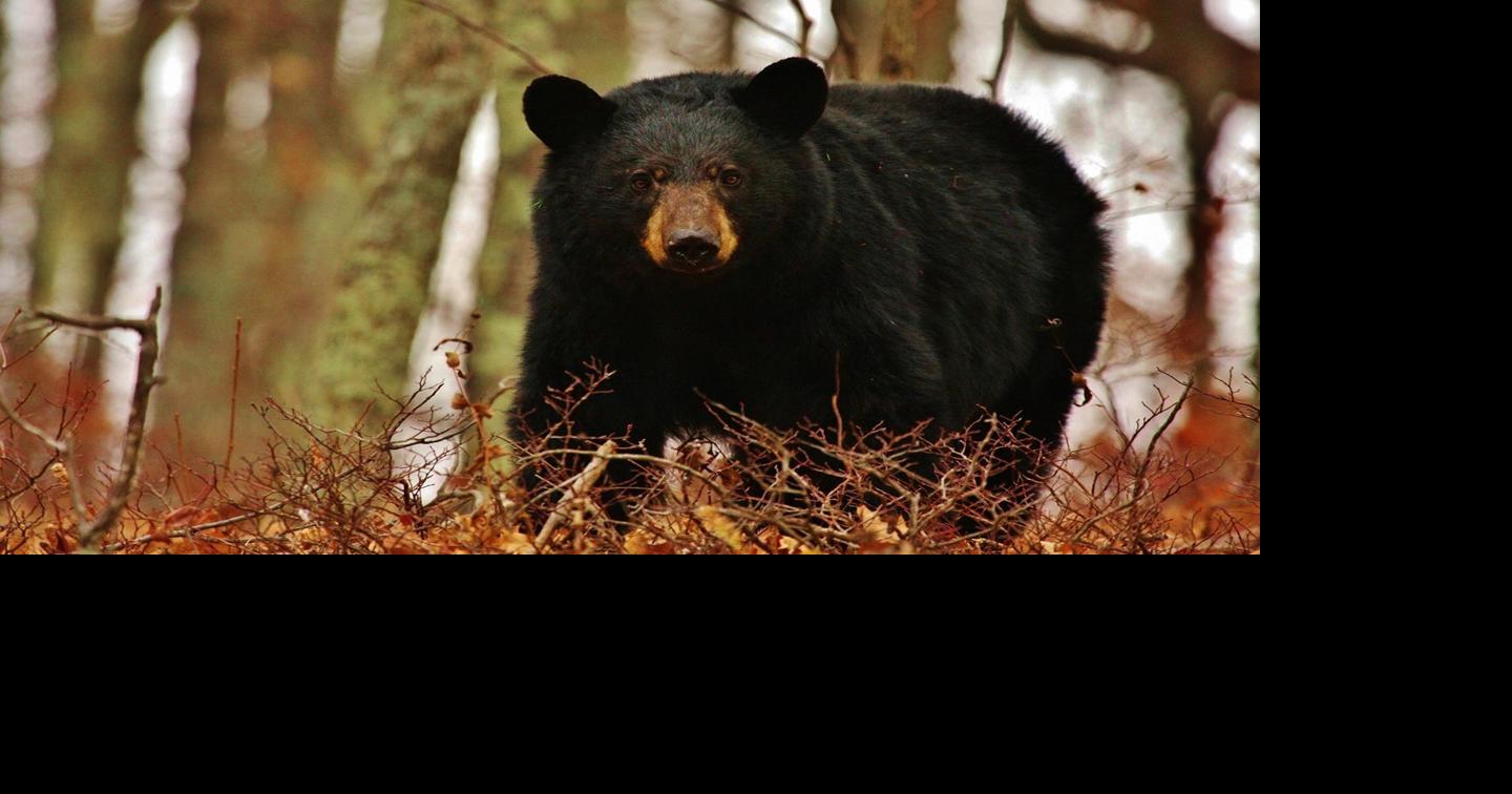 Vt. bear population estimate above goal for fourth consecutive year ...