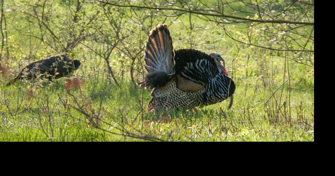Turkey hunting safety tips from VTF&W | Outdoors | benningtonbanner.com