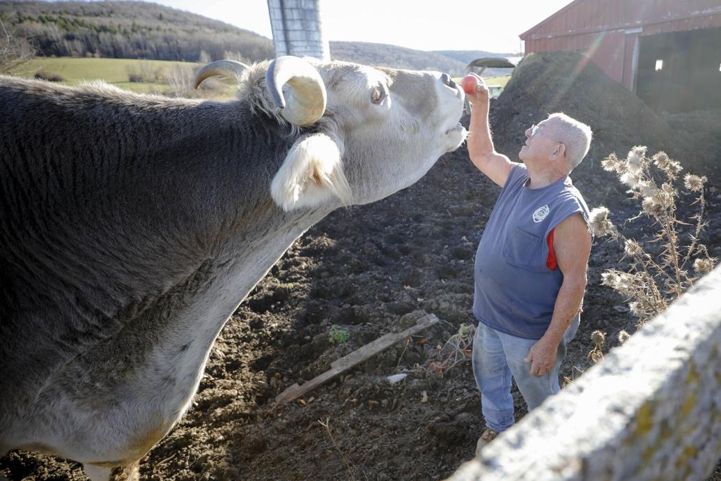 Meet Tommy, the ginormous Brown Swiss ox in Cheshire who has a growing ...