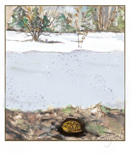 The Outside Story | Life beneath the ice and snow: Turtles in winter ...