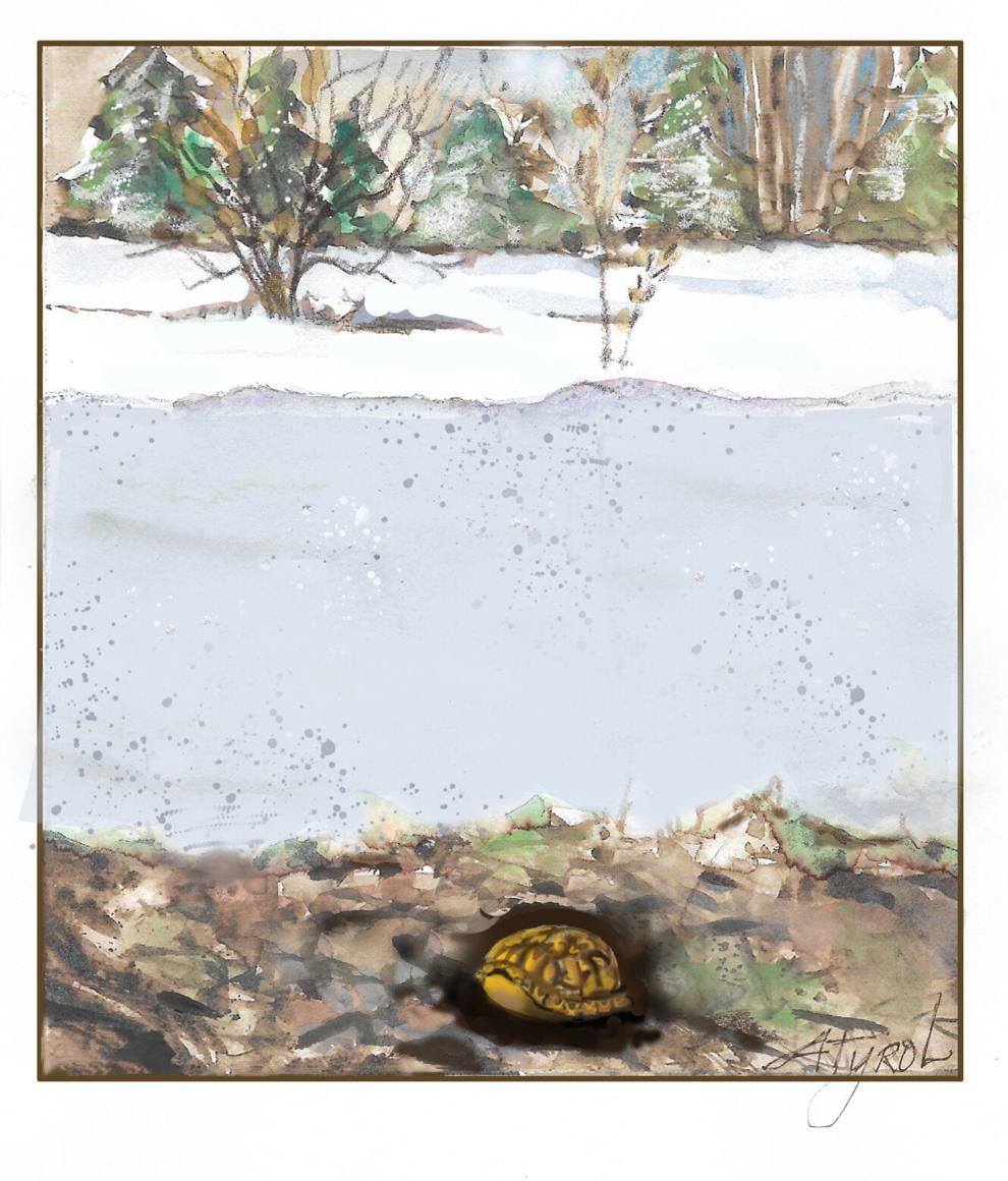 The Outside Story | Life beneath the ice and snow: Turtles in winter ...