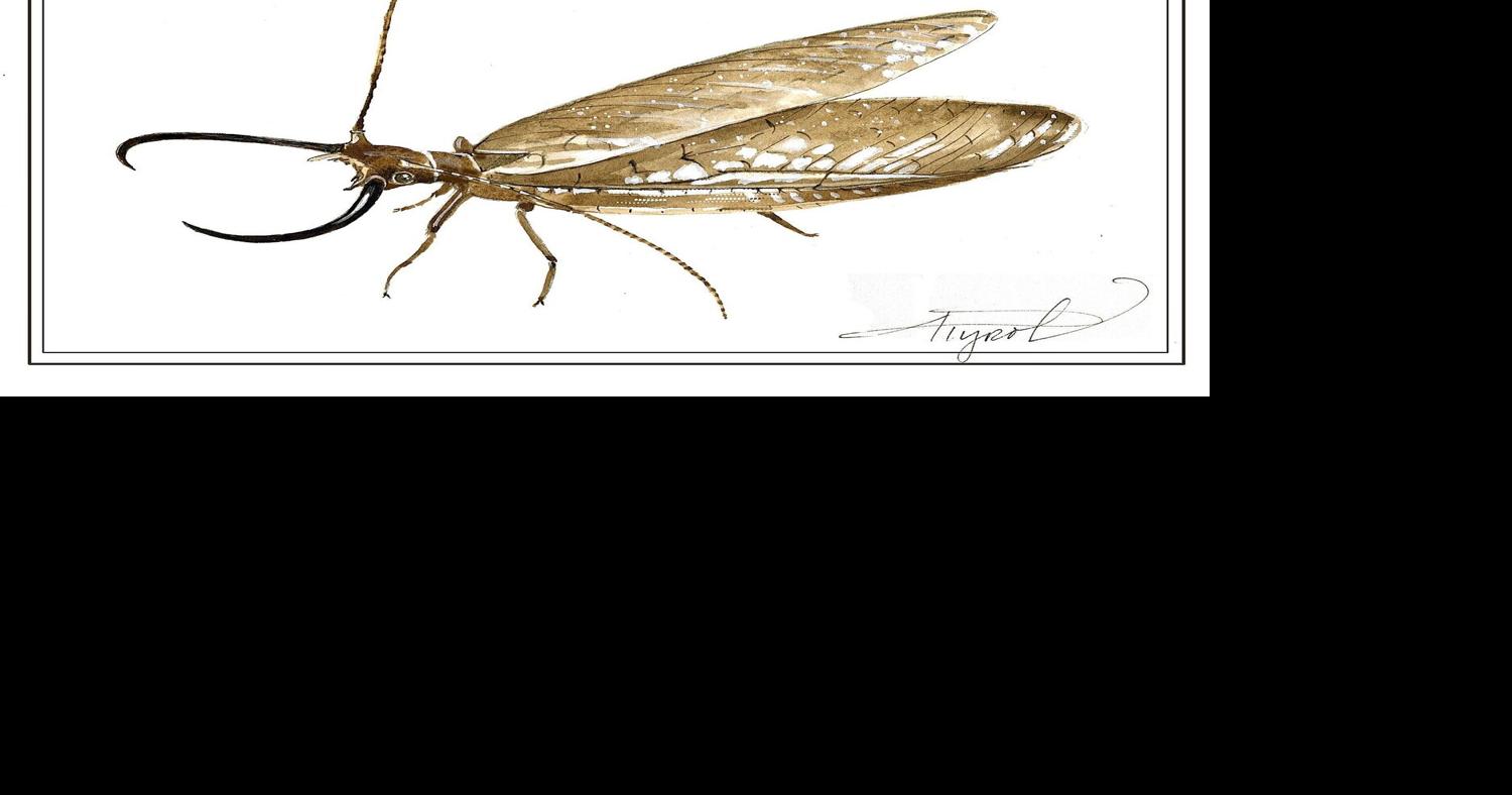 The Northeast's most alarming insect | Opinion | benningtonbanner.com