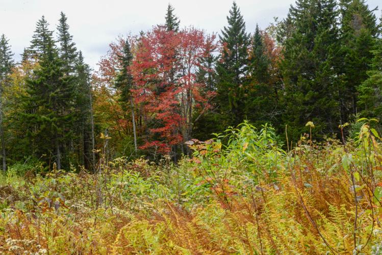 Fall colors 'start to pop' in Southern Vermont | Local News ...