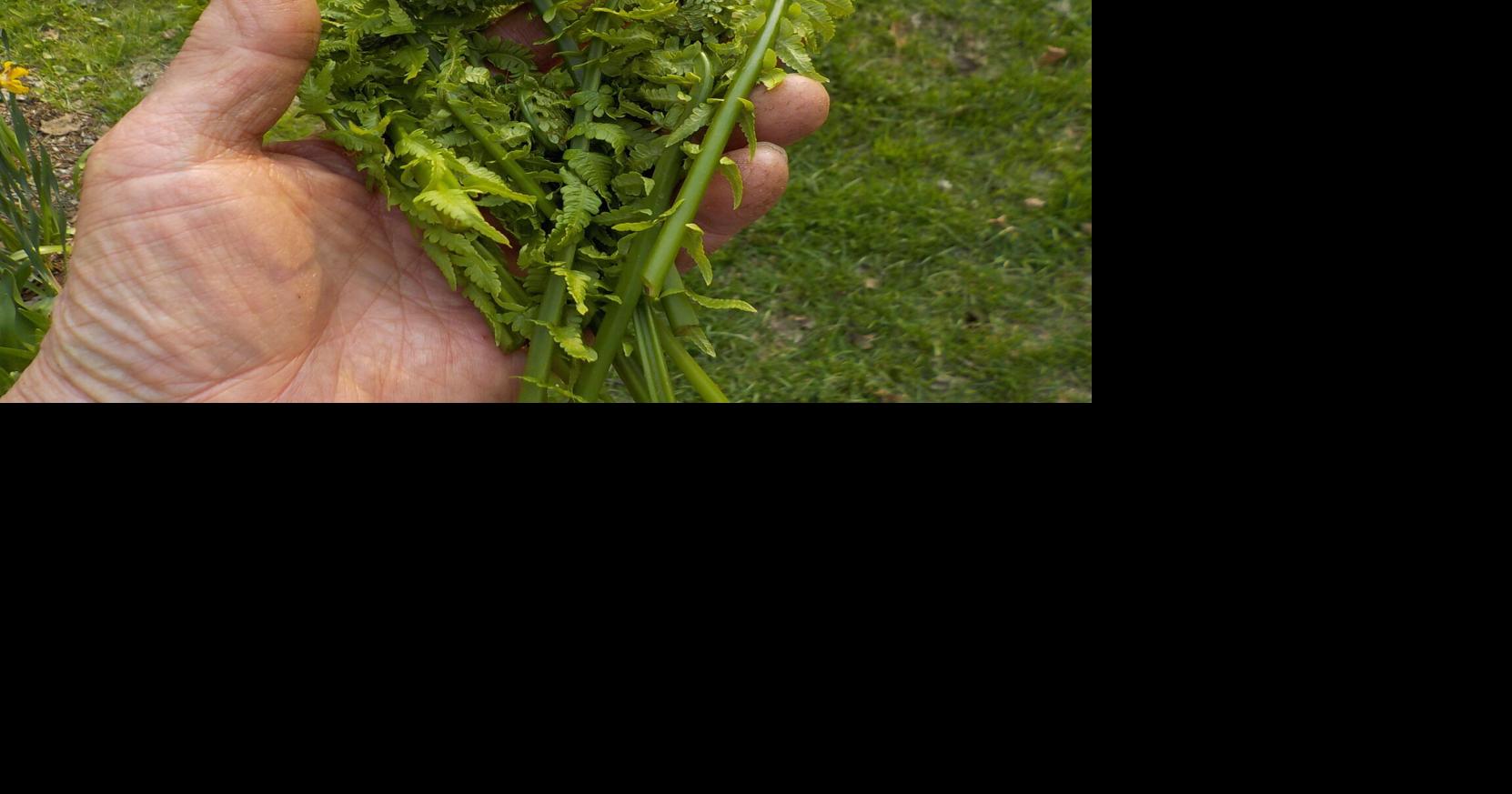 Henry Homeyer | Notes from the Garden: Early season treats from the ...