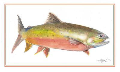 The Outside Story: The saga of the Sunapee trout (aka Artic charr ...