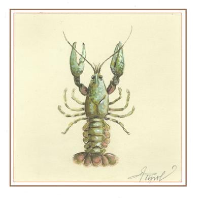 The Outside Story | Tiny predators, big impact: Northeastern crayfish ...