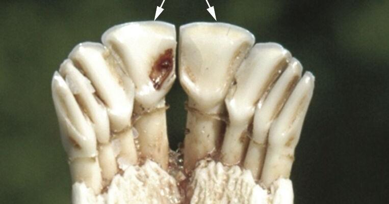 Hunters asked to help collect deer teeth | Outdoors | benningtonbanner.com