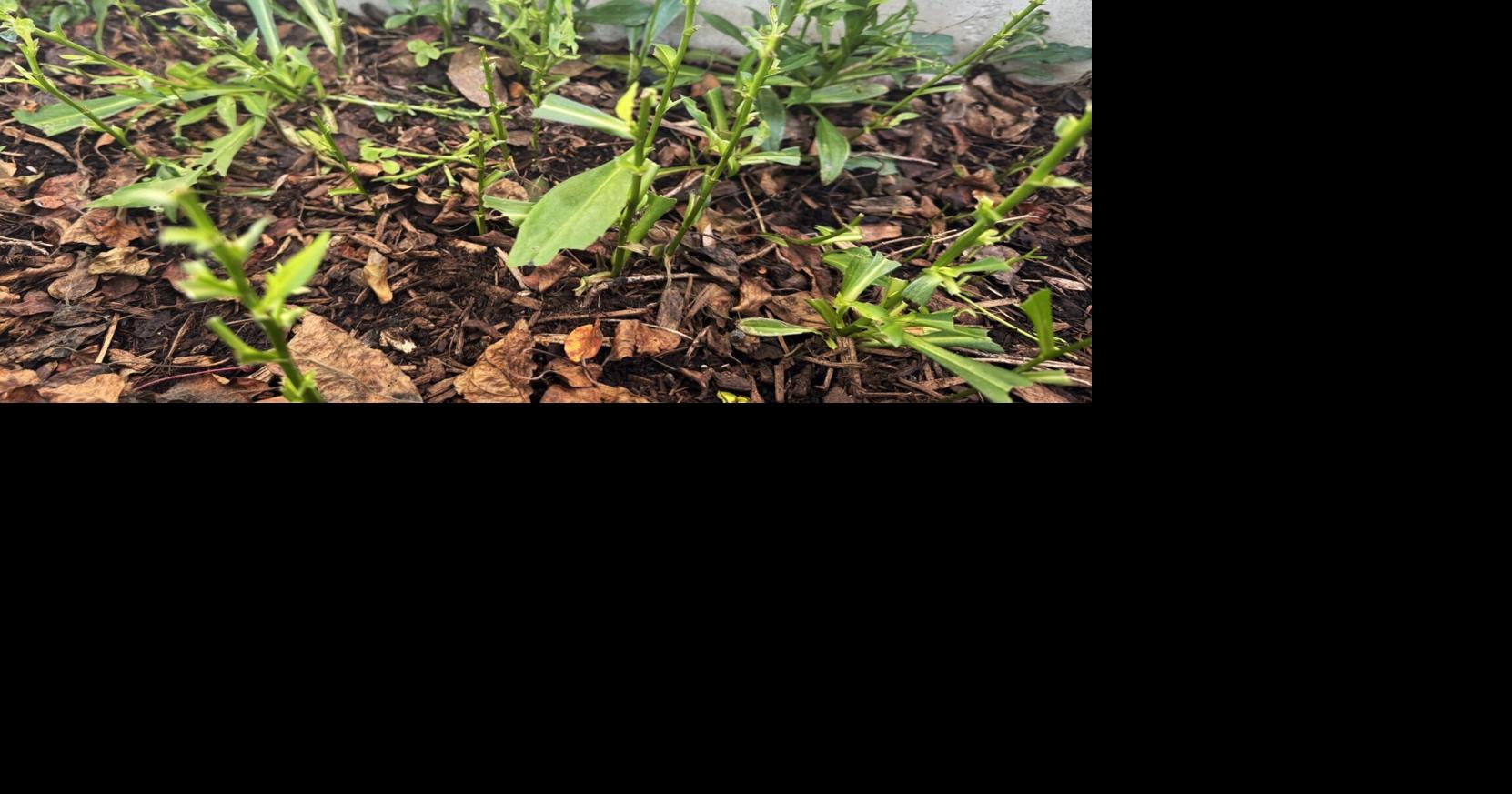 Rascally rabbits in the garden? There are ways to protect your plants ...