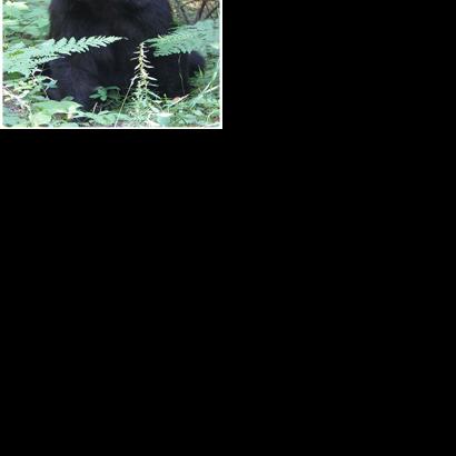Game wardens and biologist respond to bear attack in Strafford | Local ...