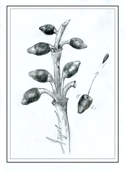 The Outside Story: The explosive secrets of Eastern Dwarf Mistletoe ...