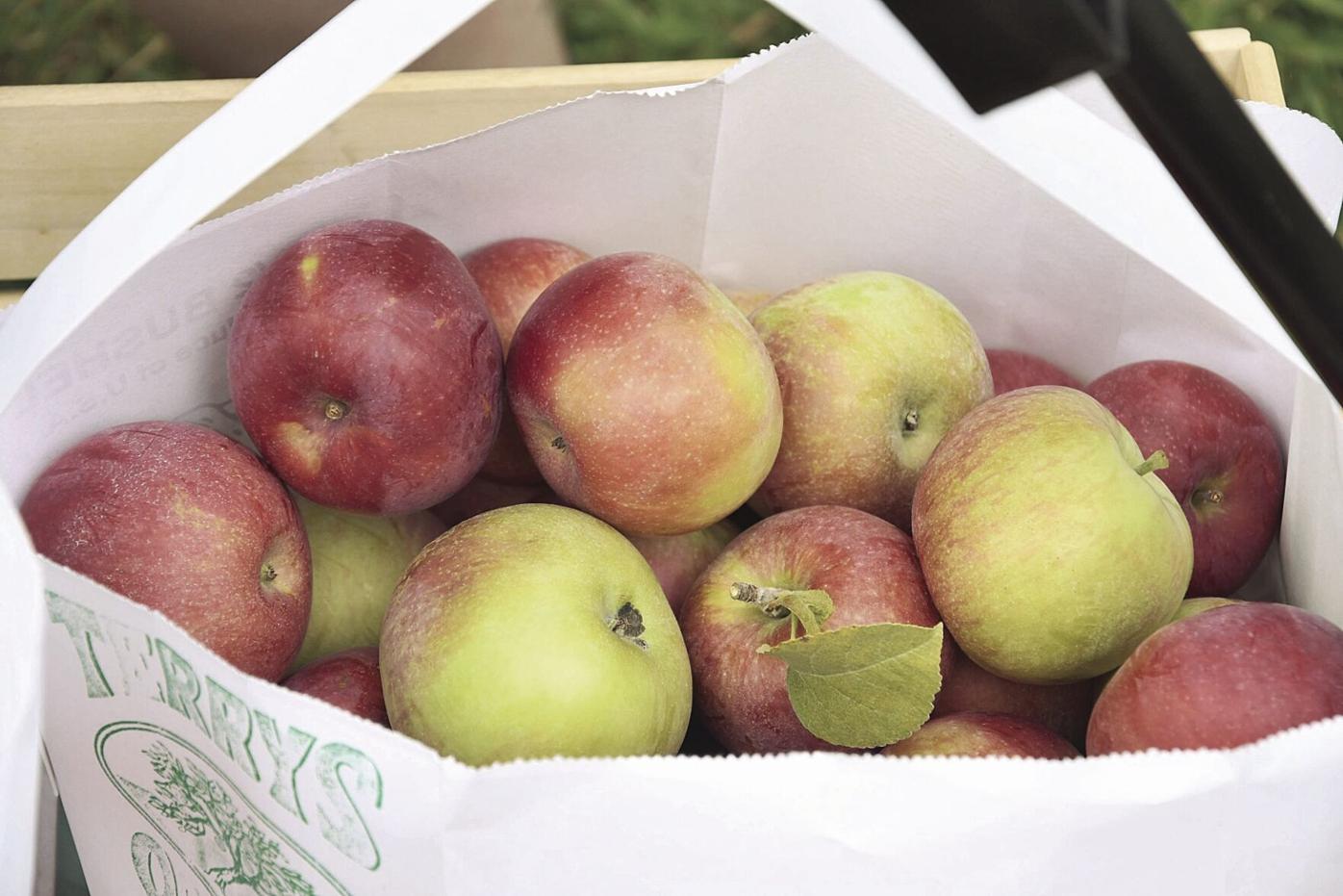 Apple harvest | Local News | benningtonbanner.com