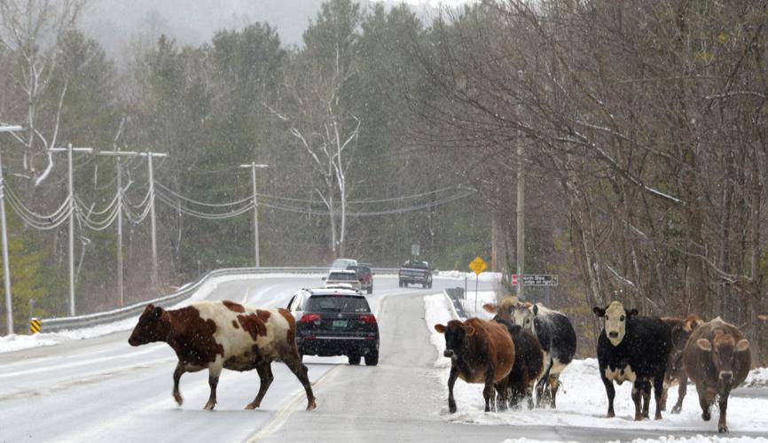 'Mooooove along': Cows escape, explore | Local News | benningtonbanner.com
