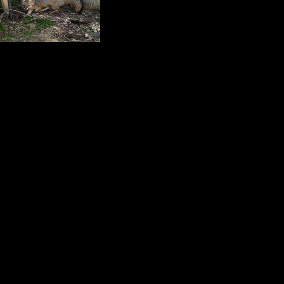 Suspected rabid fox bites two people in Saxtons River, a third 'exposed ...