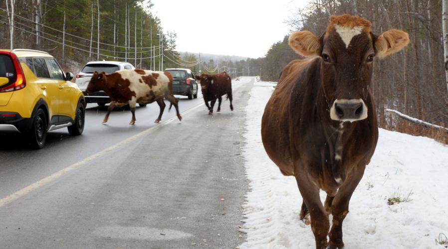 'Mooooove along': Cows escape, explore | Local News | benningtonbanner.com