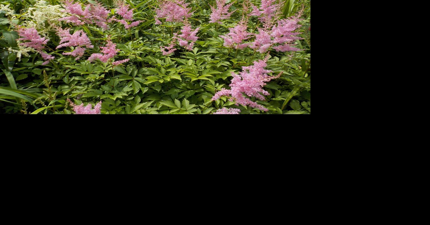 Henry Homeyer | Notes from the Garden: Tips for picking and arranging ...