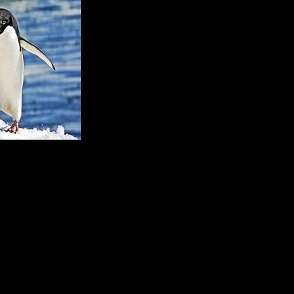 Slippery surface? Do the penguin shuffle | Lifestyle | benningtonbanner.com
